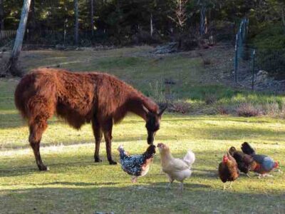 Guard Llama Protects Poultry – Mother Earth News